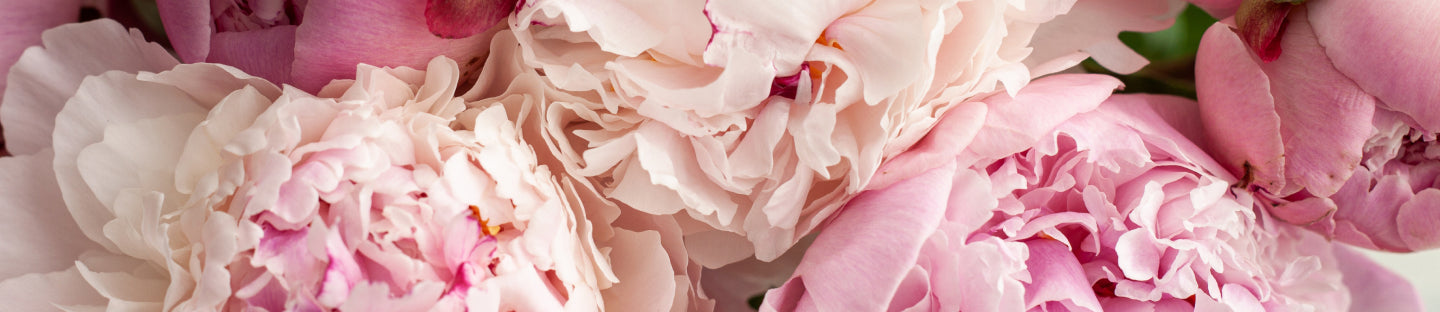 Floral Scents – Floral Street