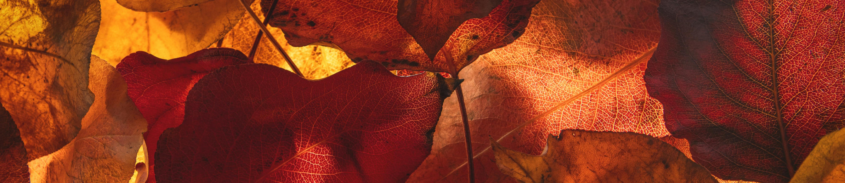 The Autumn Edit – Floral Street