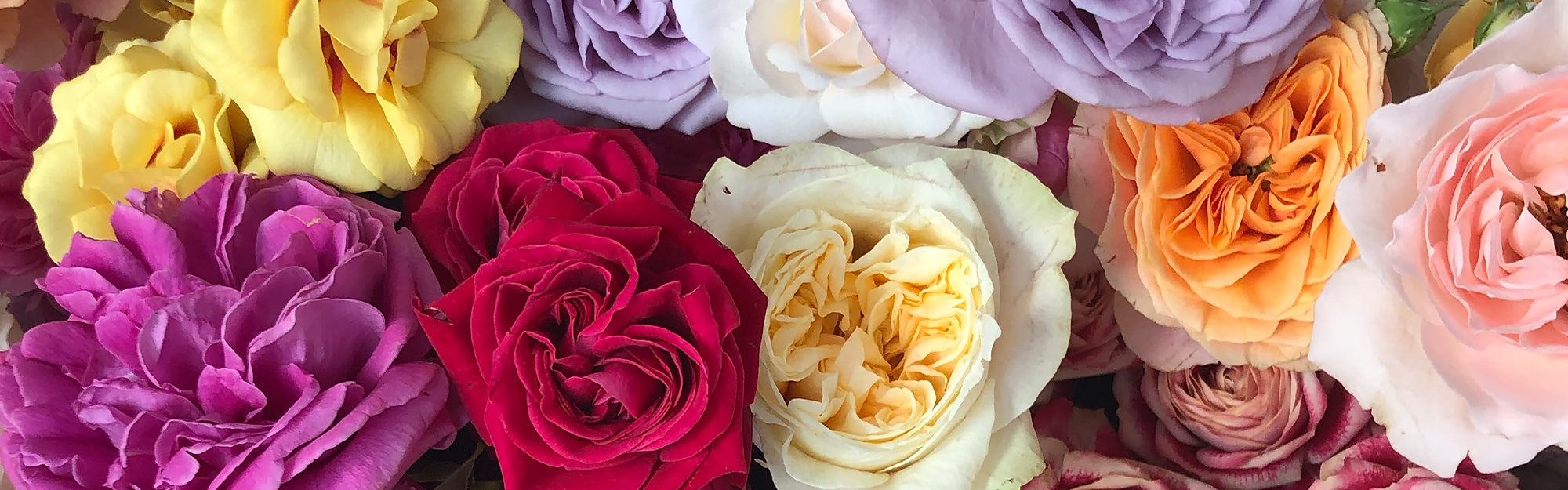 Rose Garden Home Collection – Floral Street